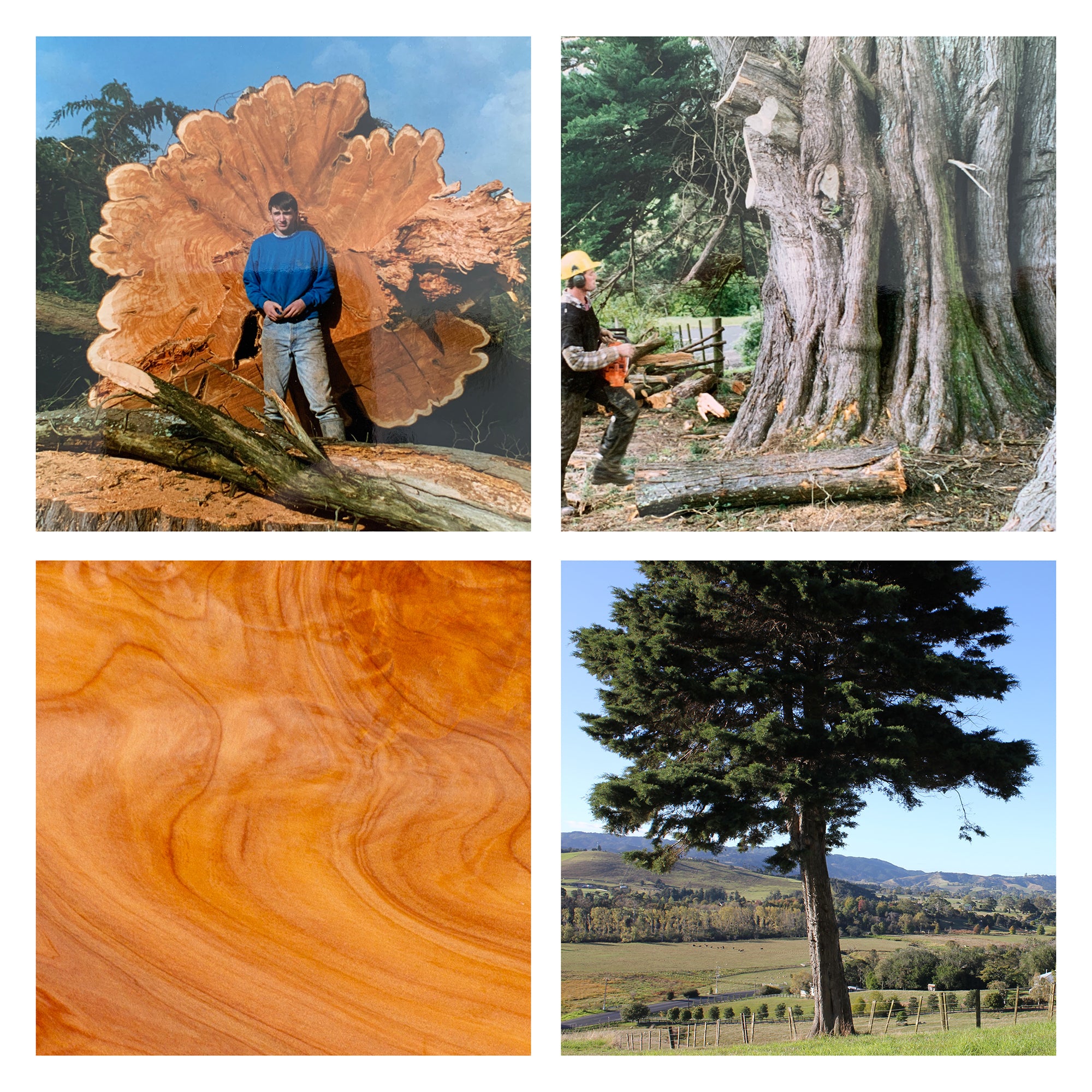 The Mighty Macrocarpa | Woodzone NZ Made Woodware & Gifts