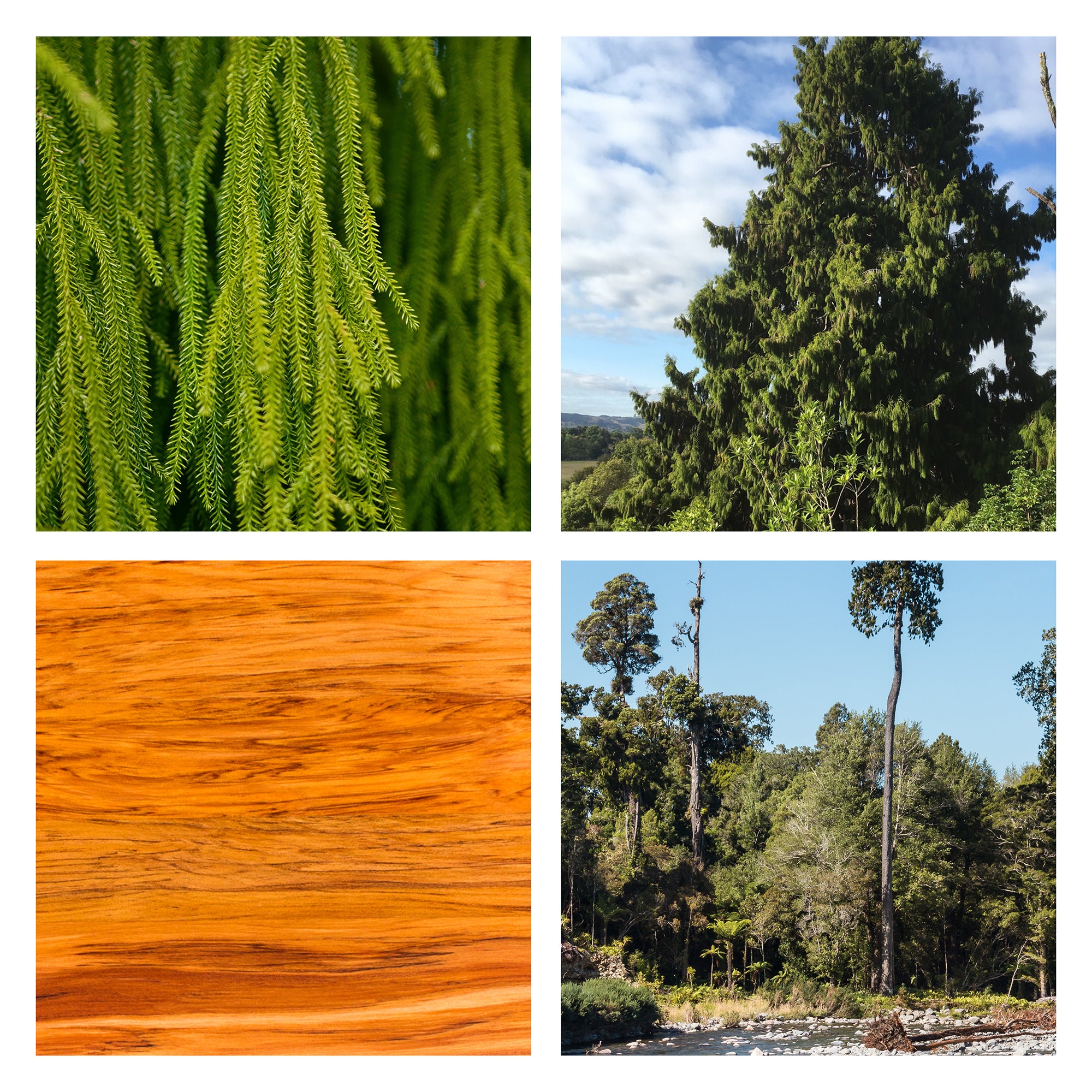 NZ Heart Rimu | Woodzone NZ Made Woodware & Gifts